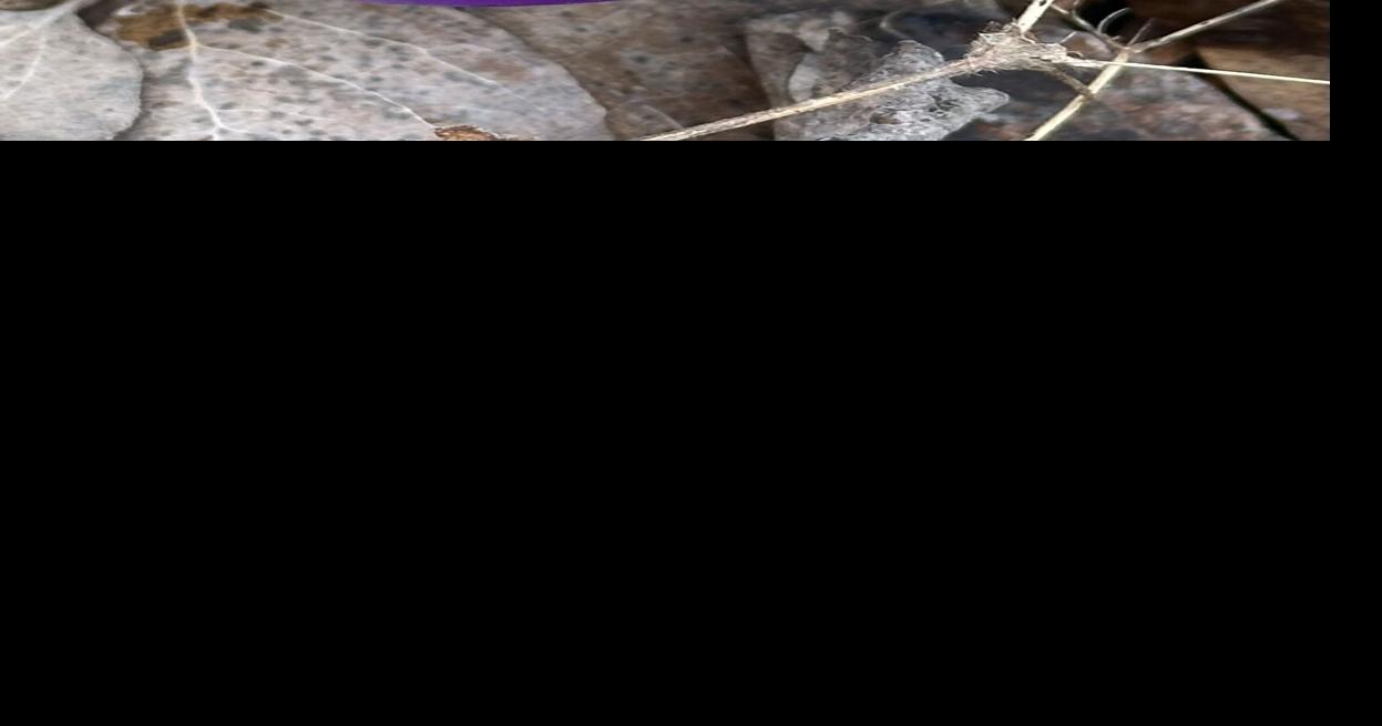 Nevada County Captures: Cover in crocus pollen | Multimedia | theunion.com