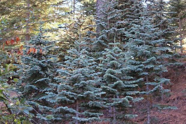 Cutting a holiday tree is a tradition for many as season gets underway ...
