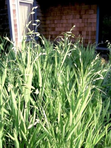 Spangle grass and little blue stem at the meadow’s edge | Entertainment ...