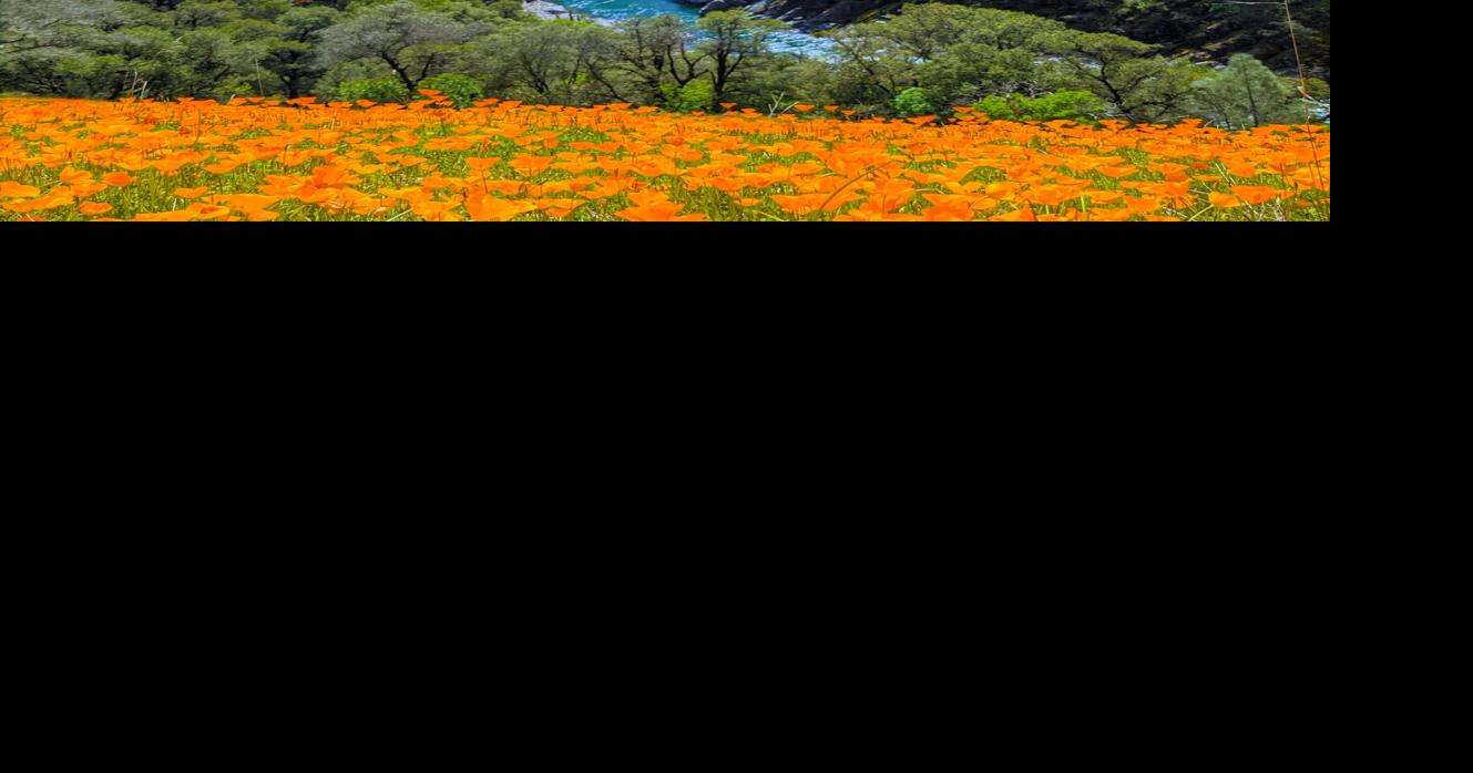 Day Hiker: Windy Point Trail – A spring celebration in Colfax ...