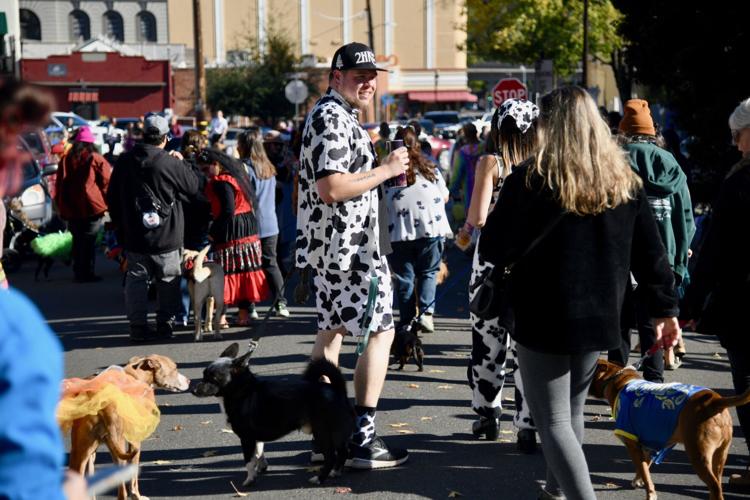 Grass Valley goes to the dogs: Annual Howl-o-ween dog mob parade draws ...