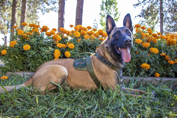 Supervisors send a message to support law enforcement and canine ...