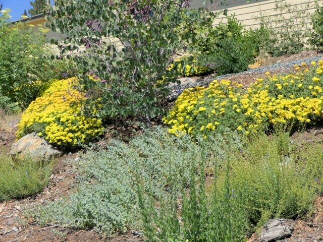 Support biodiversity by landscaping with native plants: Redbud Society ...
