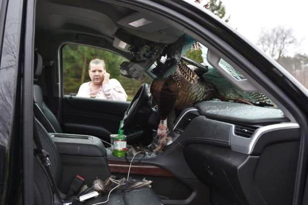 Family gets a shock when turkey crashes through windshield | News ...