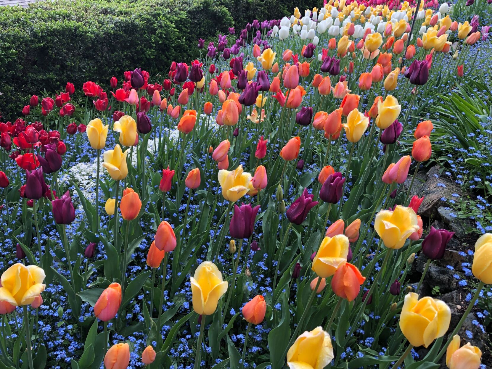 Springtime at Ananda to open in April: 20,000 Tulips in Bloom at ...