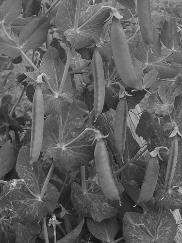 Amanda Thibodeau: ‘Harvest of the Month’ — peas | Entertainment ...