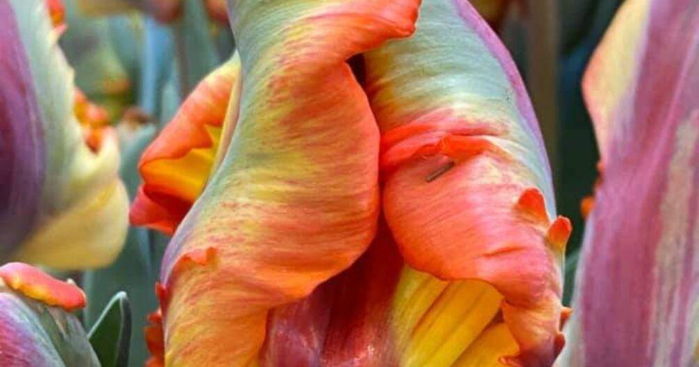 Nevada County Captures: Spring splendor | Multimedia | theunion.com