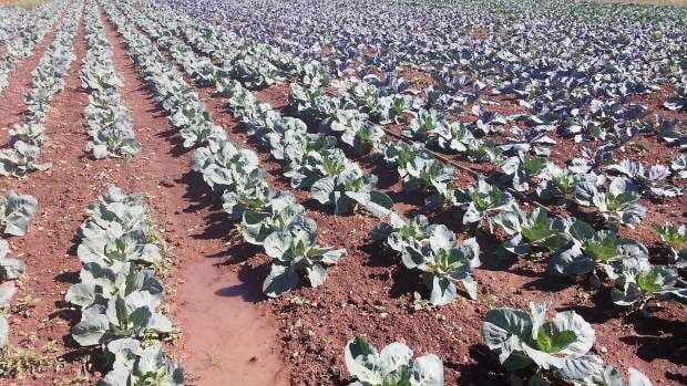 The next generation of farming: AM Ranch, Super Tuber Farm team up ...