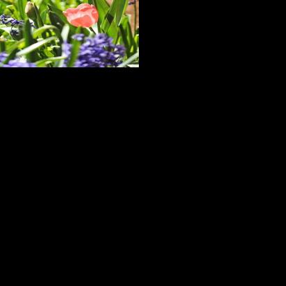 Springtime at Ananda, 17,000 tulips on display | News | theunion.com