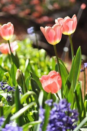 Springtime at Ananda, 17,000 tulips on display | News | theunion.com