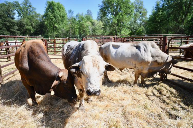 'They call the thing rodeo': Participants and spectators prepare for ...