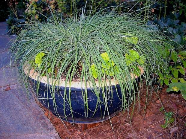 Grasses dance with winter winds | Entertainment | theunion.com