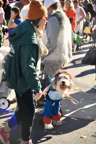 Grass Valley goes to the dogs: Annual Howl-o-ween dog mob parade draws ...
