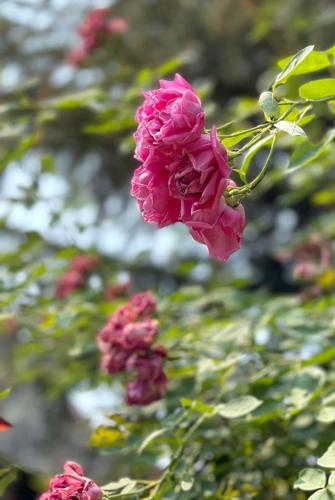 Everything’s “coming up roses” at Empire Mine State Historic Park ...