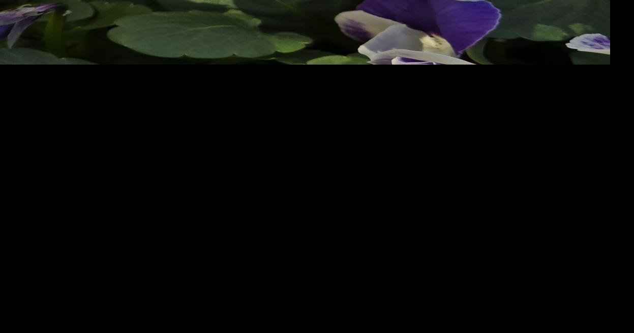 Nevada County Captures: Grumpy pansy face | Multimedia | theunion.com