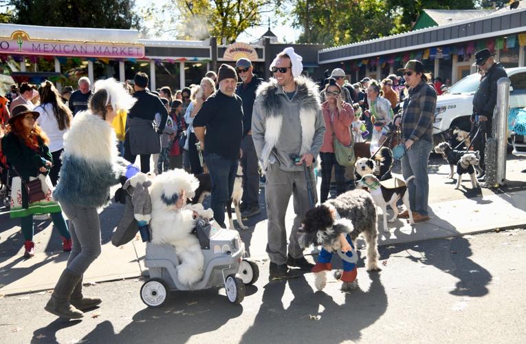 Grass Valley goes to the dogs: Annual Howl-o-ween dog mob parade draws ...