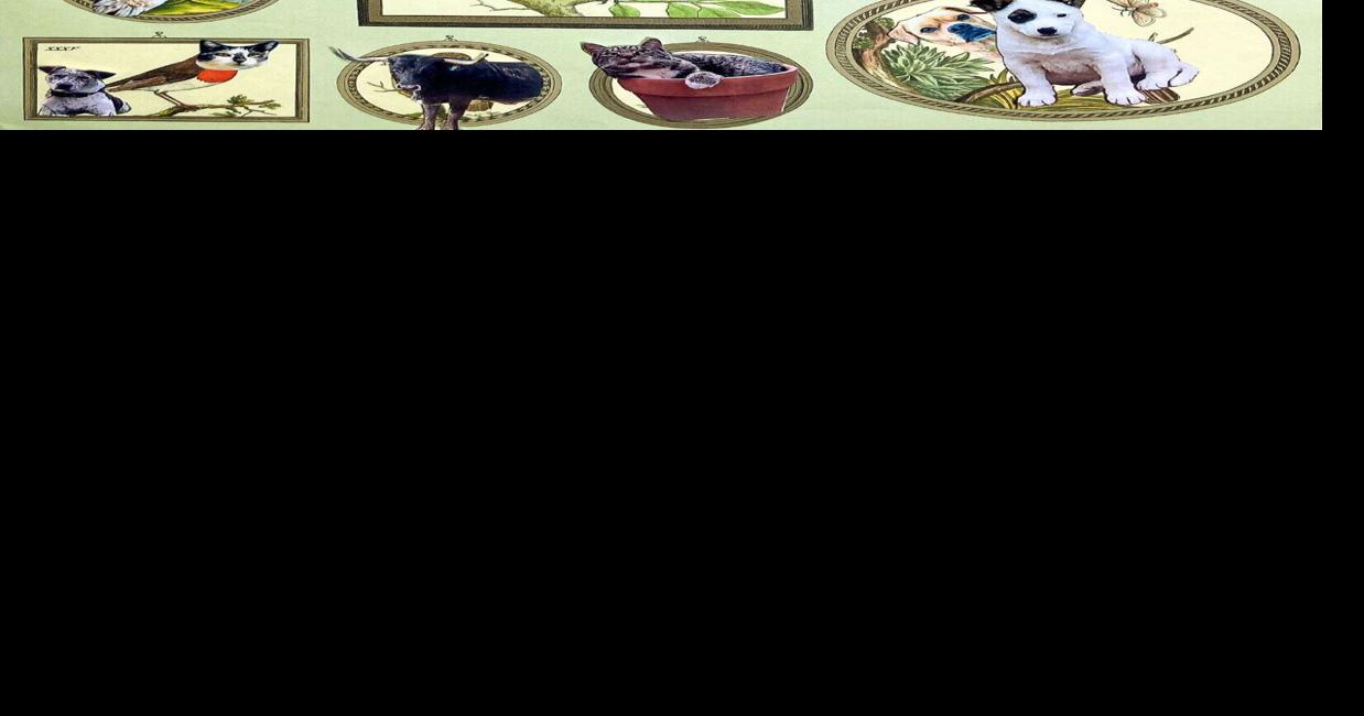 On The Air: Meet 200 funny, adorable pets in KVMR’s third pet pin-up calendar | Entertainment ...