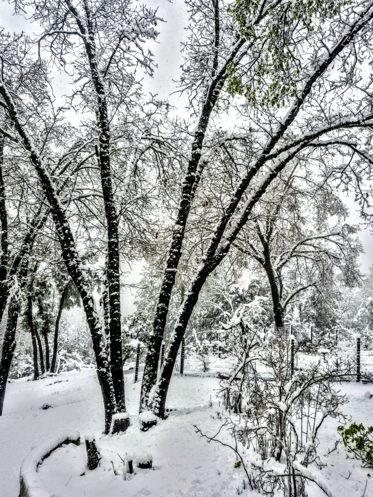 Nevada County Captures: Grass Valley winter wonderland | Multimedia ...