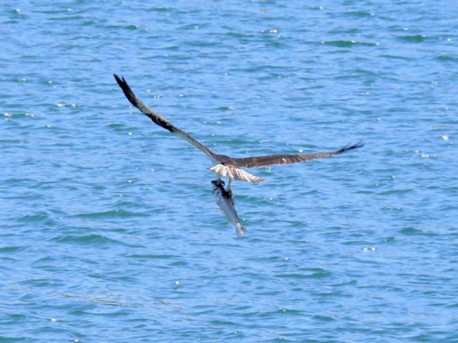 Nevada County Captures: Gotcha! Osprey catches a big fish in the lake ...