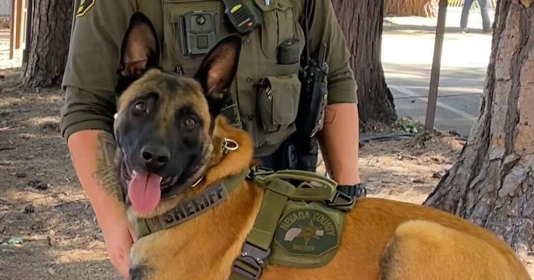 Supervisors send a message to support law enforcement and canine ...