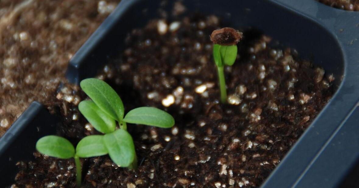 Melinda Myers: Starting plants from seeds indoors | Lifestyles ...