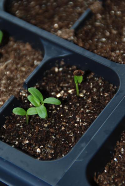 Melinda Myers: Starting plants from seeds indoors | Lifestyles ...
