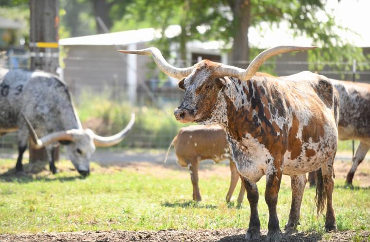 'They call the thing rodeo': Participants and spectators prepare for ...