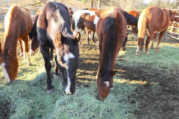41 horses seized by Nevada County Animal Control | News | theunion.com