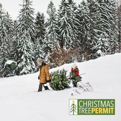 Tahoe National Forest Christmas tree permits available starting Nov. 7 ...
