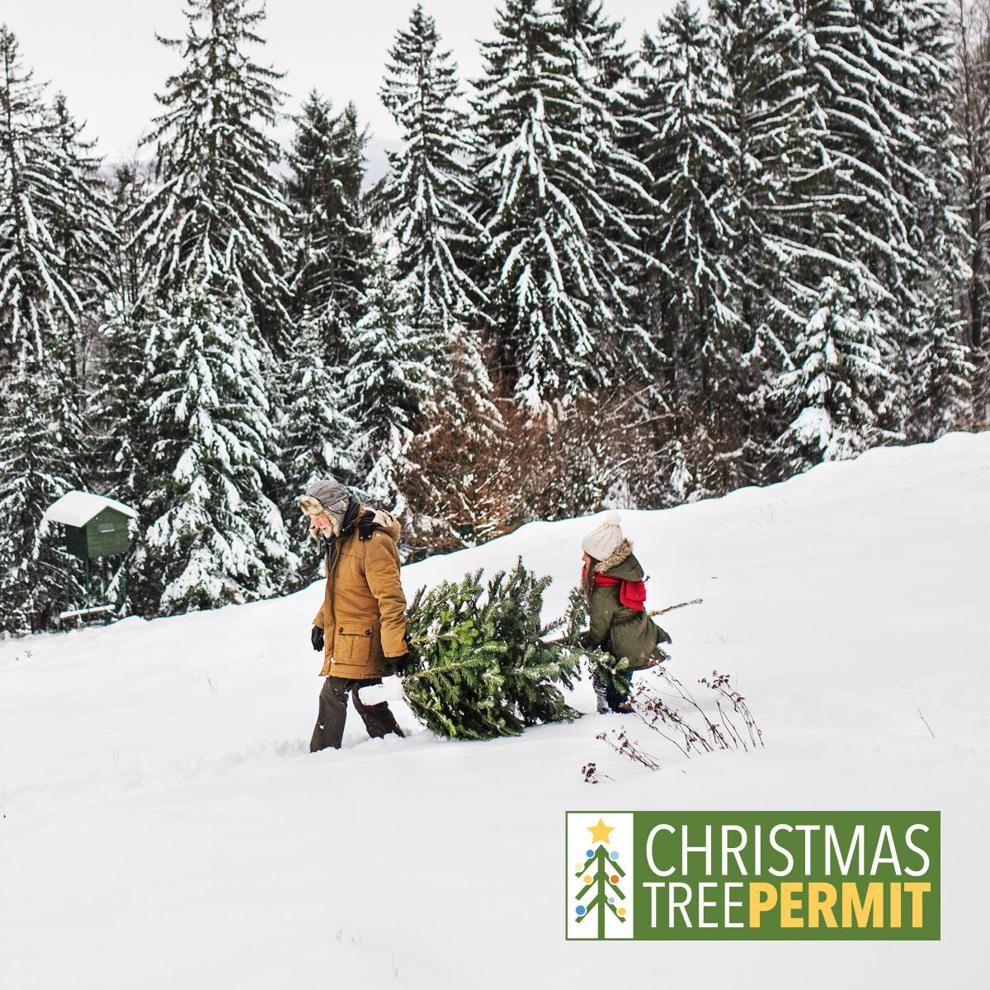 Tahoe National Forest Christmas tree permits available starting Nov. 7 ...