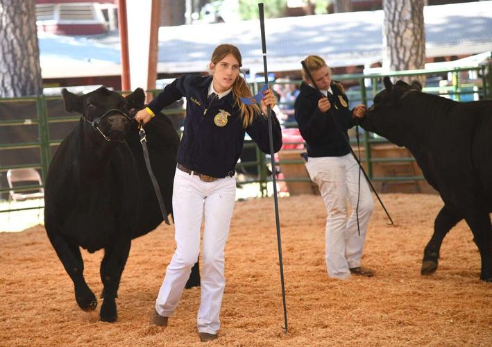 ‘This is a wonderful crowd’: Nevada County Fair draws in large numbers ...