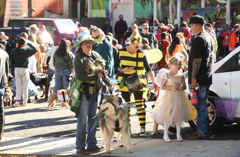 Grass Valley goes to the dogs: Annual Howl-o-ween dog mob parade draws ...