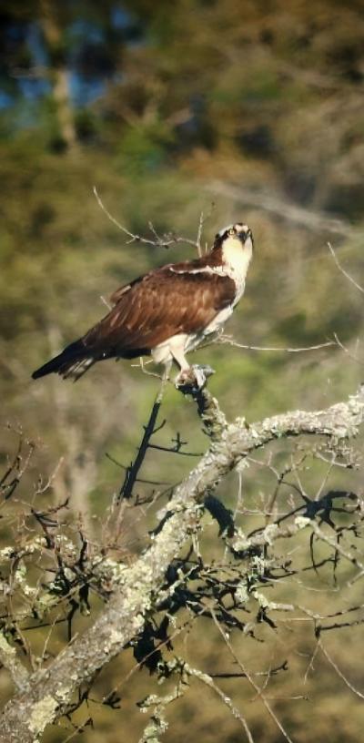 Osprey in an oak tree | News | theunion.com