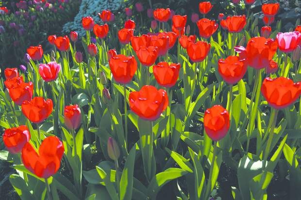 Tantalizing tulips: Springtime at Ananda (VIDEO) | Entertainment ...
