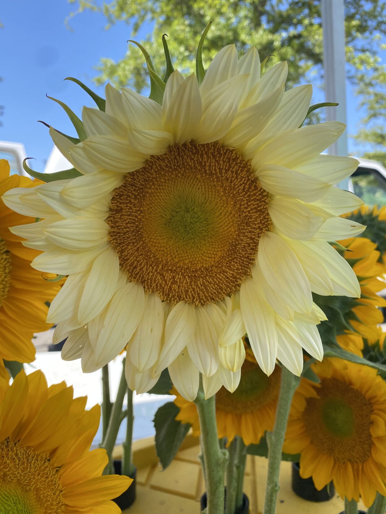 'The Market at Grass Valley' holds inaugural event today | News ...