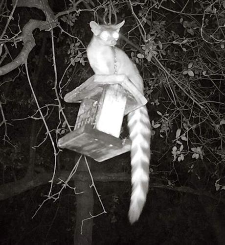 Nevada County Captures: River shots; Ring-tailed cat | News | theunion.com