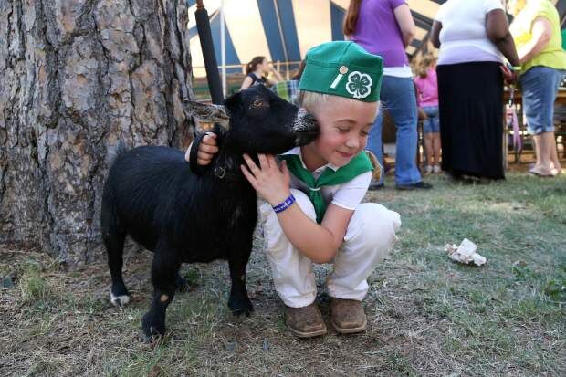 Goats test mettle on obstacle course | News | theunion.com