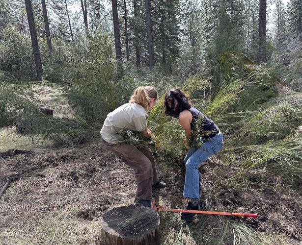 Nevada County Captures: Volunteers help remove Scotch broom | News ...