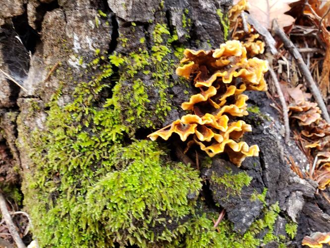 Day hiker: Yuba Rim Trail - Discover the beauty of Rice's Crossing ...