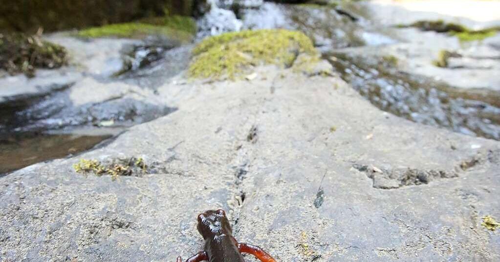 Speaking out for the animal kingdom: Critter Chat makes its way to KVMR ...