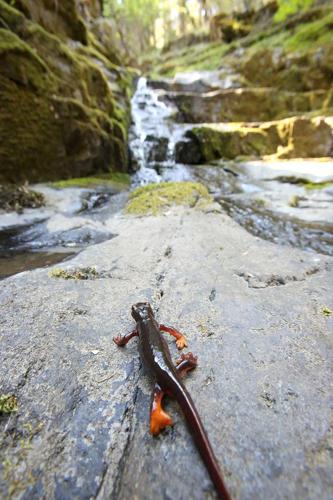 Speaking out for the animal kingdom: Critter Chat makes its way to KVMR ...