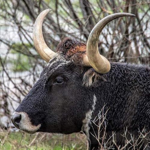 Nevada County Captures: Scotts Flat Lake; Longhorns at Bierwagens ...