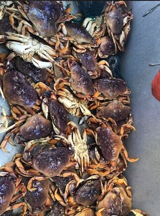 Winner winner, Crab Feed dinner: Nevada County Ag Youth Boosters host ...