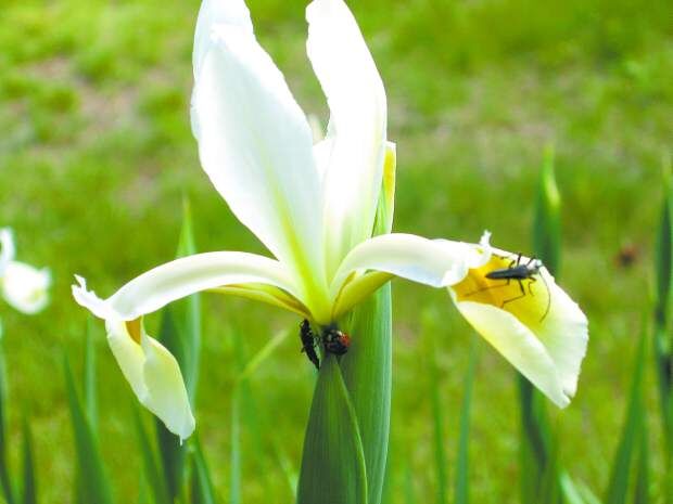 Carolyn Singer: May in the garden | Entertainment | theunion.com