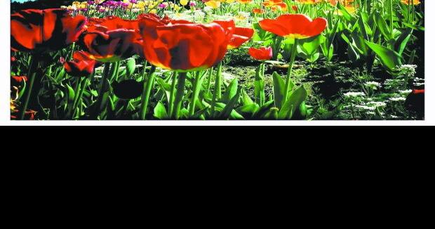 It’s tulip time at Ananda | News | theunion.com