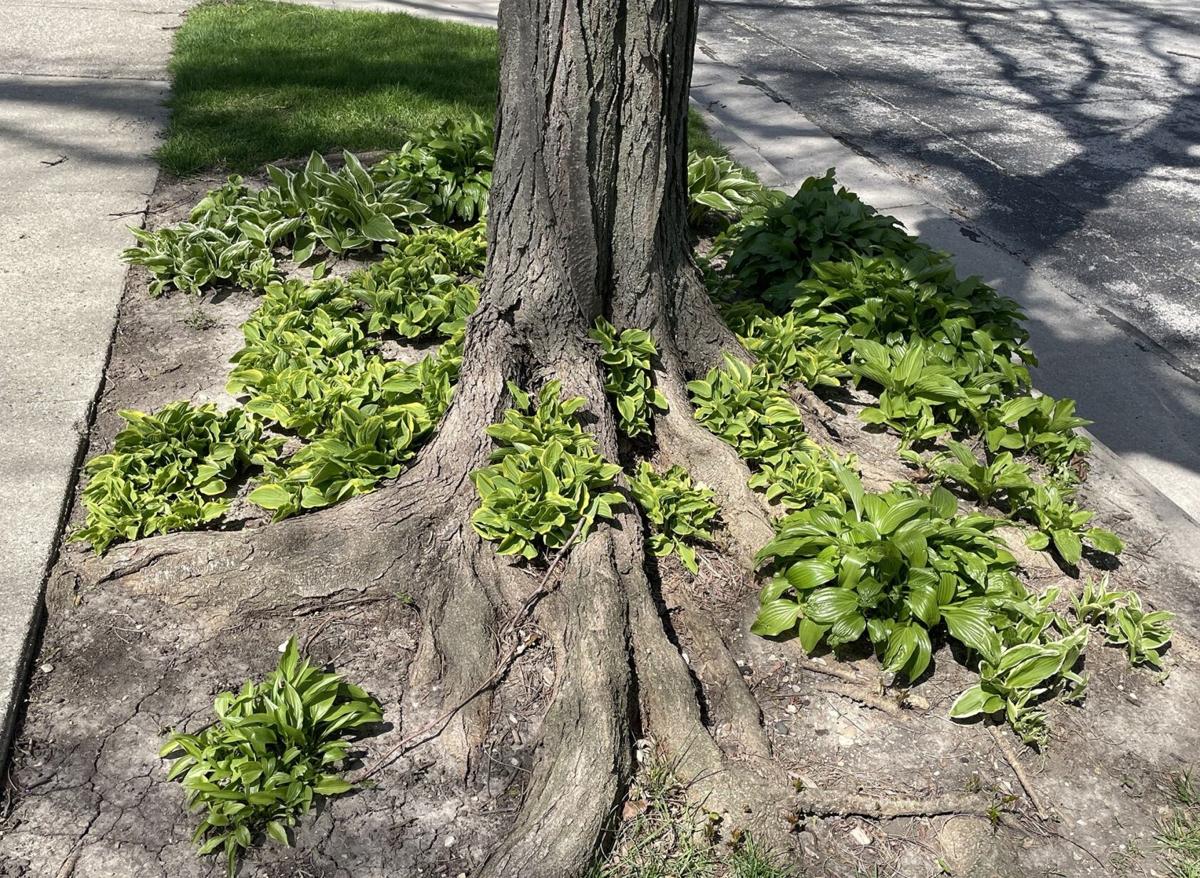 Melinda Myers: Avoid tree root conflicts | Lifestyles | theunion.com