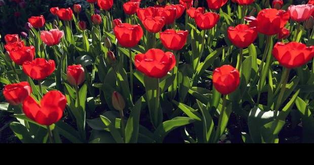 Tantalizing tulips: Springtime at Ananda (VIDEO) | Entertainment ...