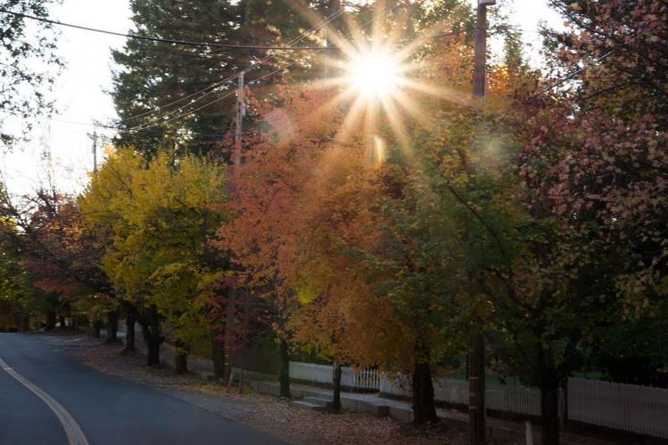 Fall color tree walk today | Entertainment | theunion.com