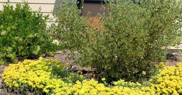 Support biodiversity by landscaping with native plants: Redbud Society ...