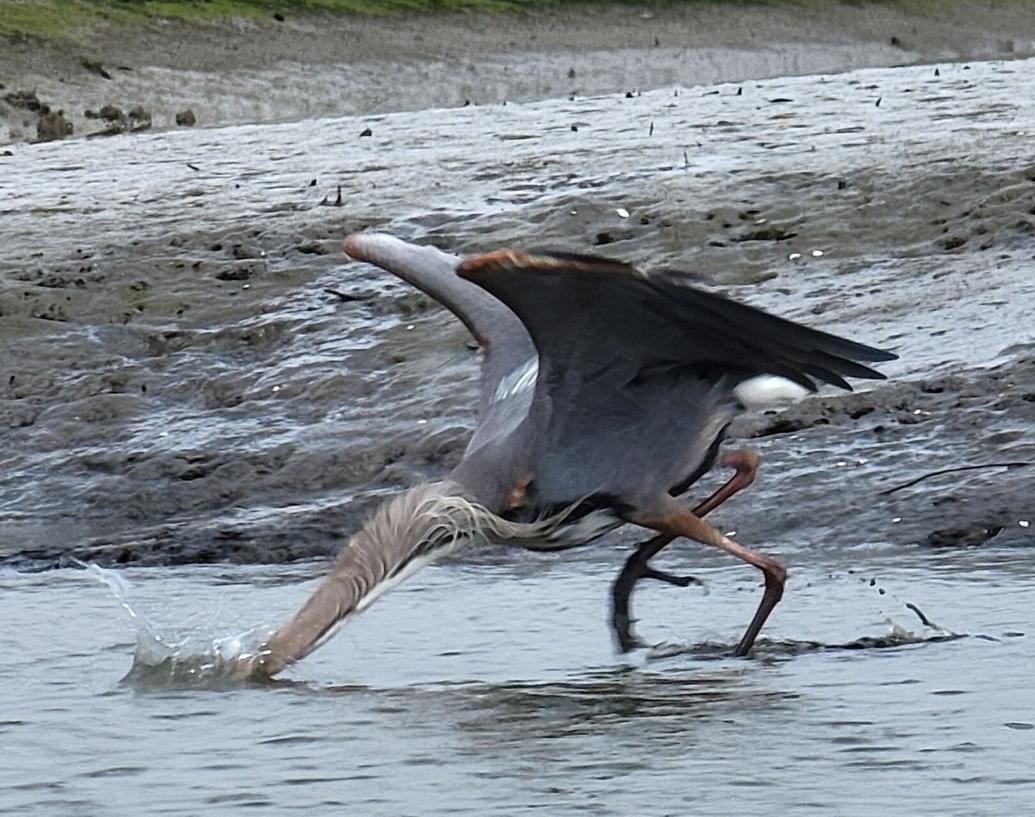 Great blue Herron catching a fish on the Petaluma river | | theunion.com